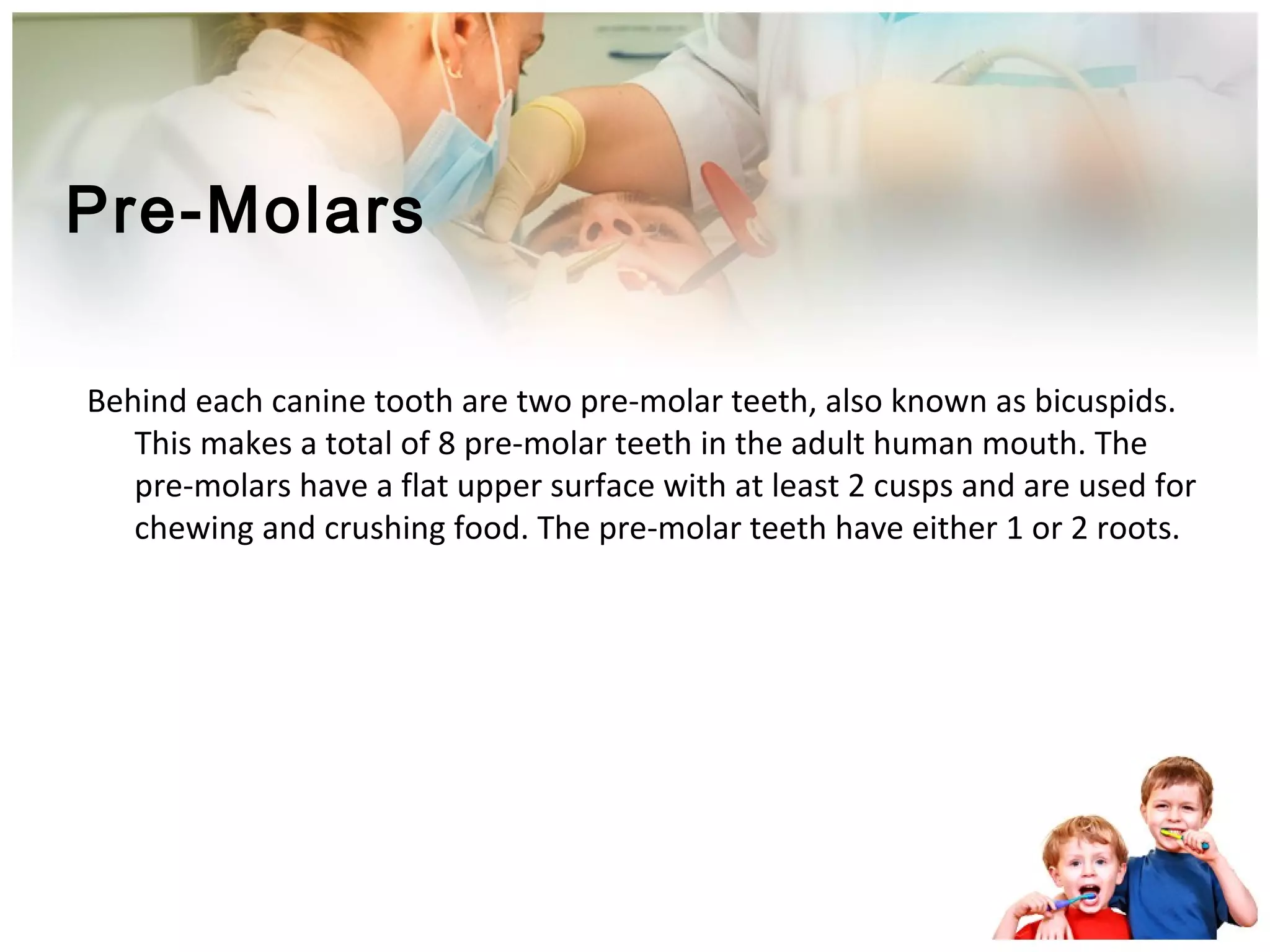 Teeth | PPT