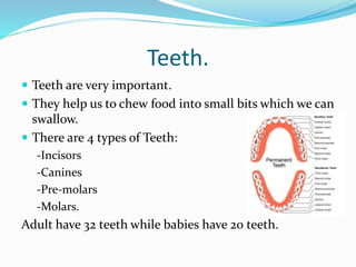 Teeth | PPT