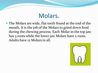 Teeth | PPT