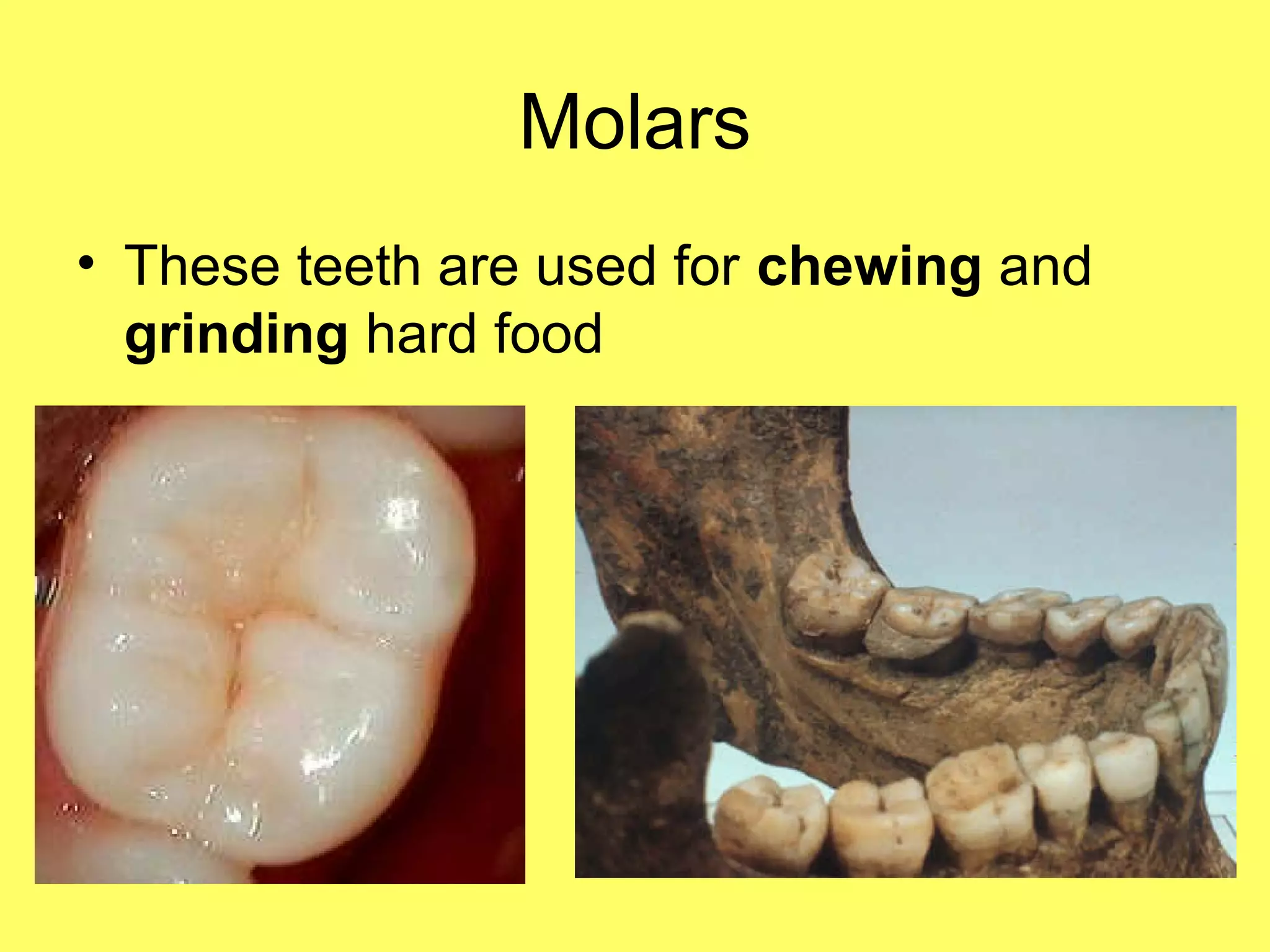 Teeth | PPT
