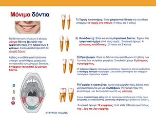 Γνωρίζω και φροντίζω τα δόντια μου | PPTX