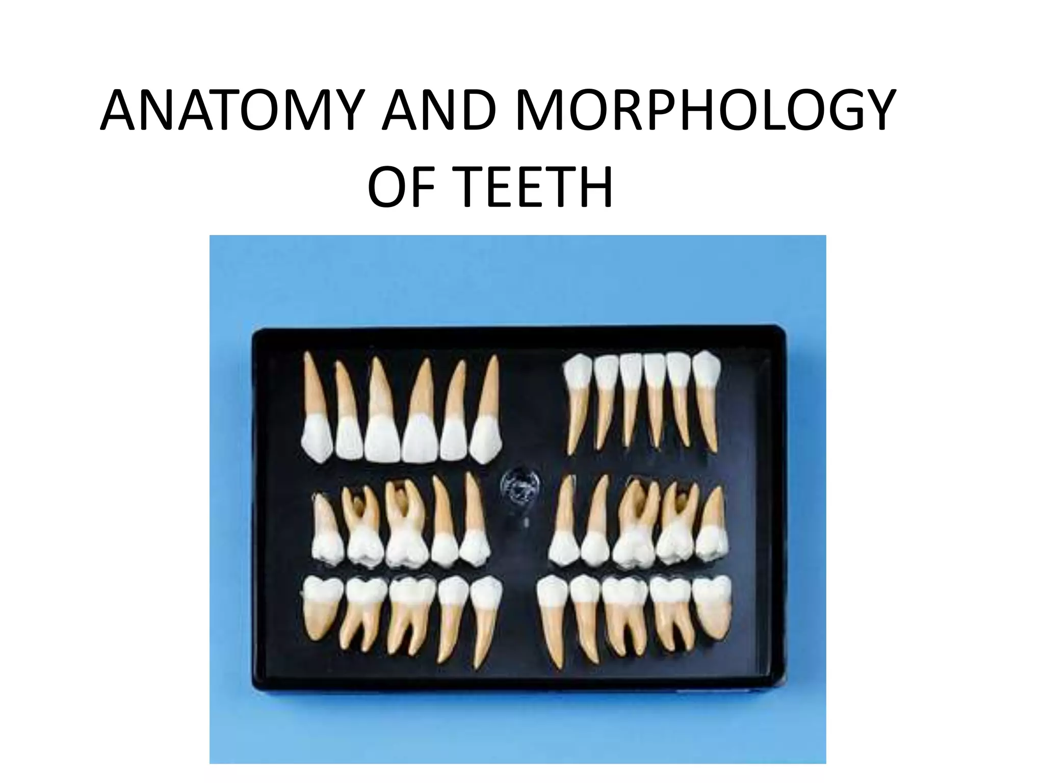 Teeth .pdf