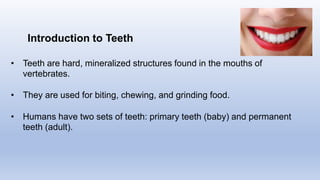 Teeth.pptx