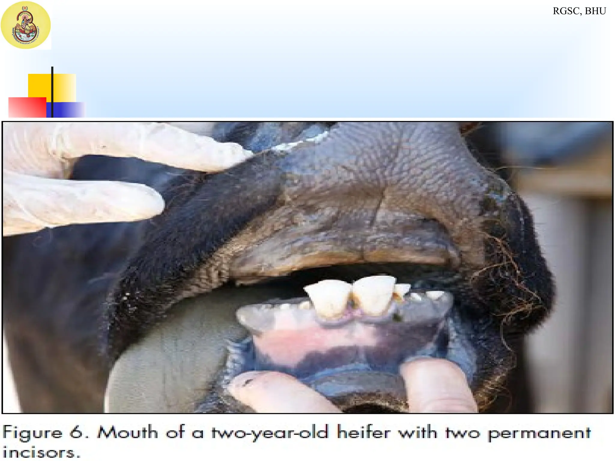 Teeth of animals like buffalo smile.pptx