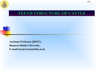 Teeth of animals like buffalo smile.pptx