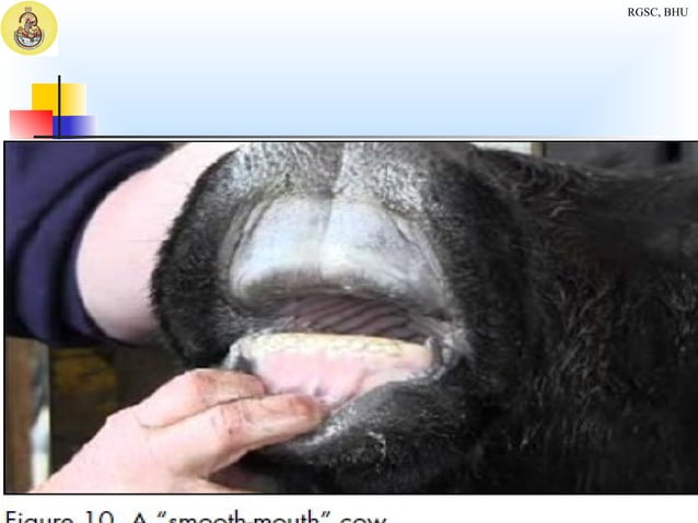 Teeth of animals like buffalo smile.pptx