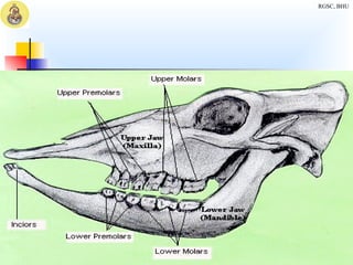Teeth of animals like buffalo smile.pptx