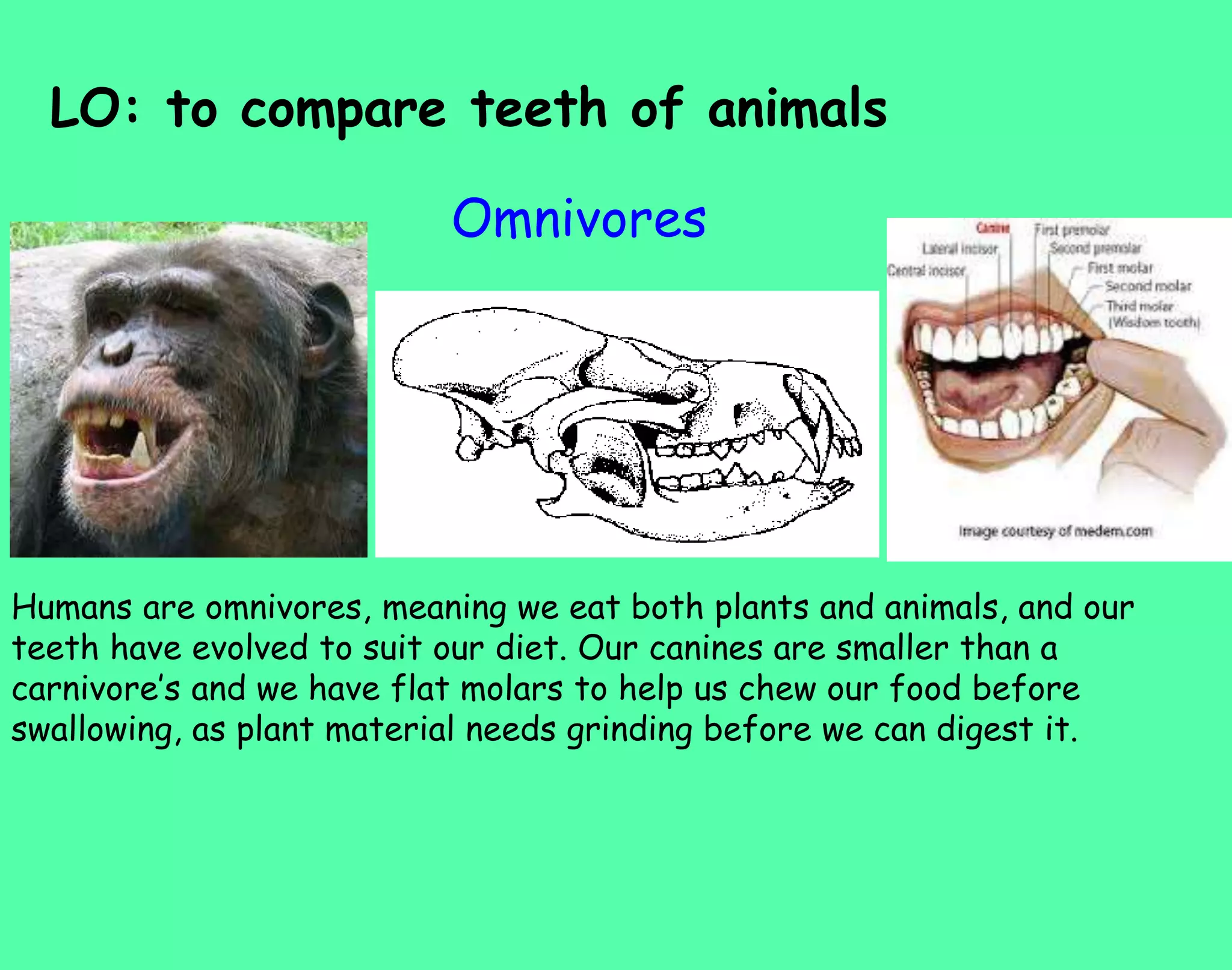 Teeth-Lesson-2-Read-Only.pptx