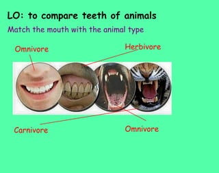 Teeth-Lesson-2-Read-Only.pptx