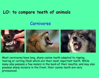 Teeth-Lesson-2-Read-Only.pptx