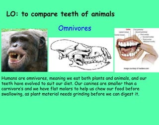 Teeth-Lesson-2-Read-Only.pptx