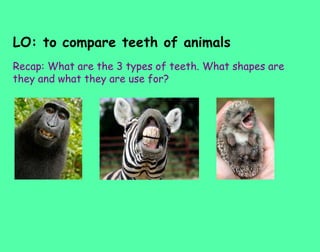 Teeth-Lesson-2-Read-Only.pptx