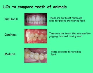 Teeth-Lesson-2-Read-Only.pptx