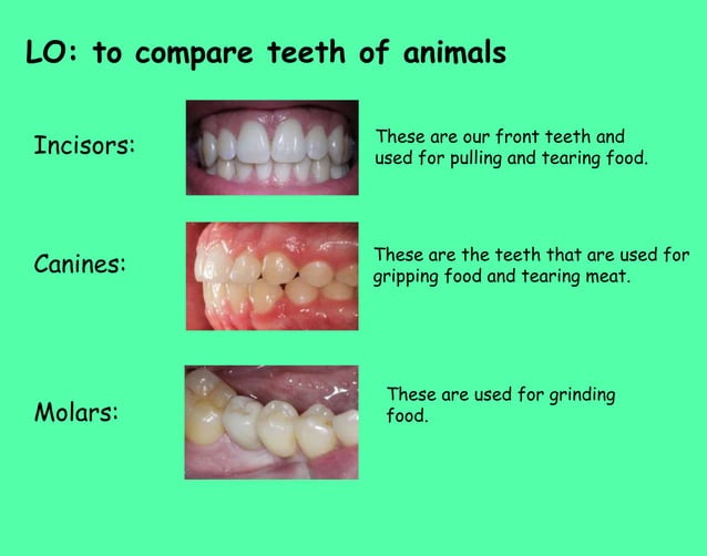 Teeth-Lesson-2-Read-Only.pptx | Dogs | Pets