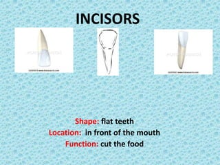 Teeth wiki | PPT