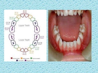 Teeth wiki | PPT