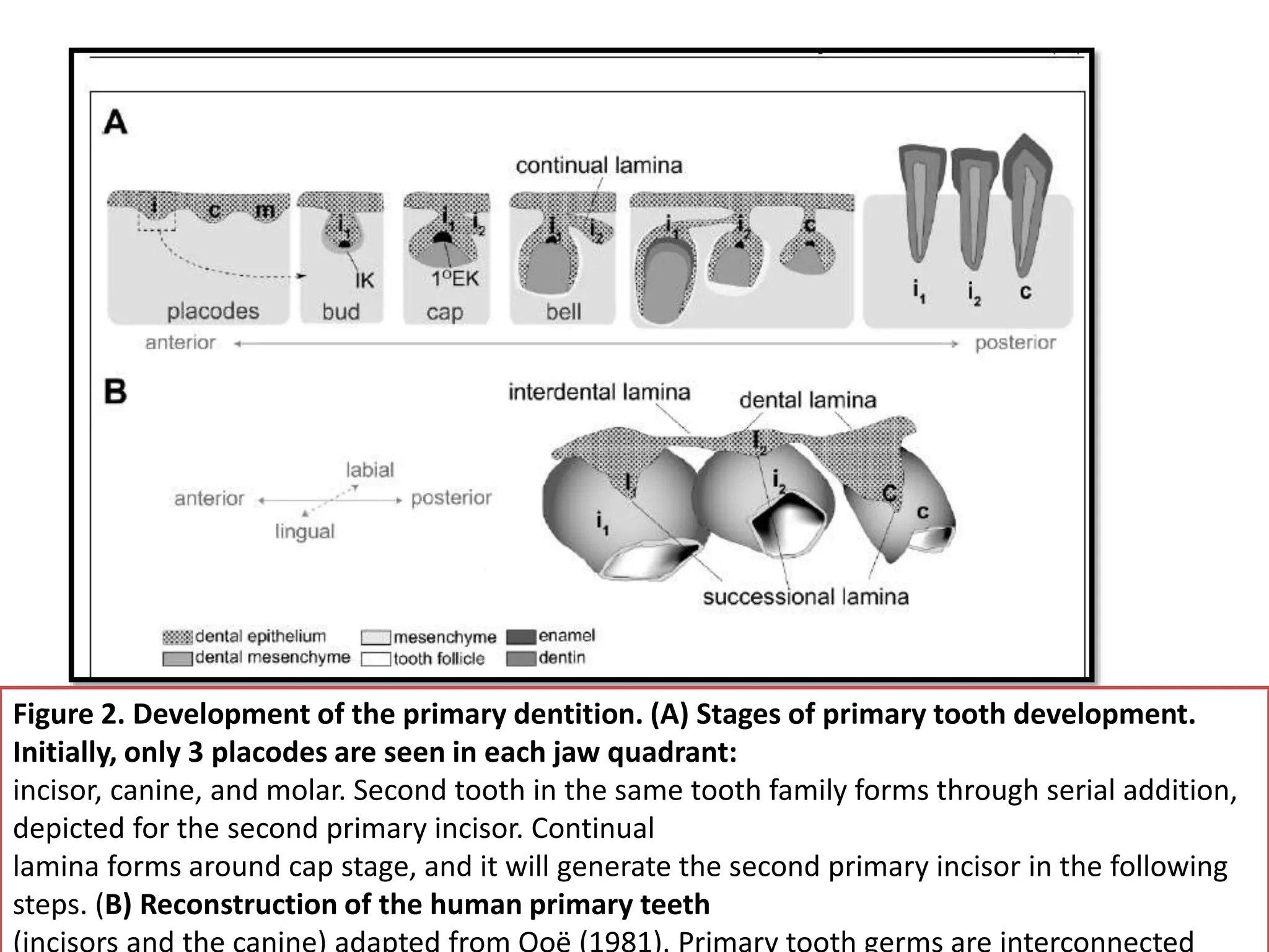 dental abnormalities on genetic background (new vision).pptx