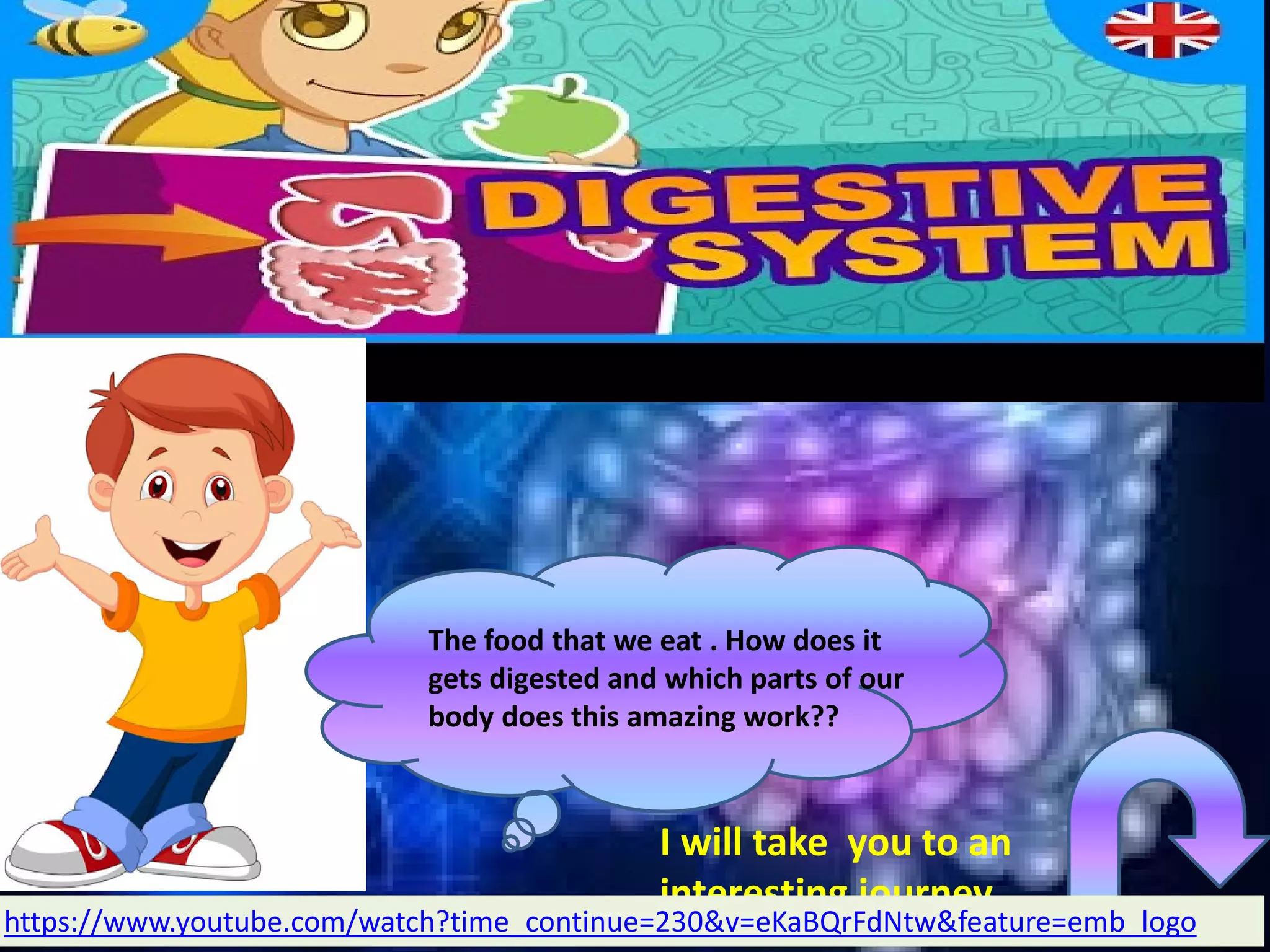 Teeth and digestive system | PDF