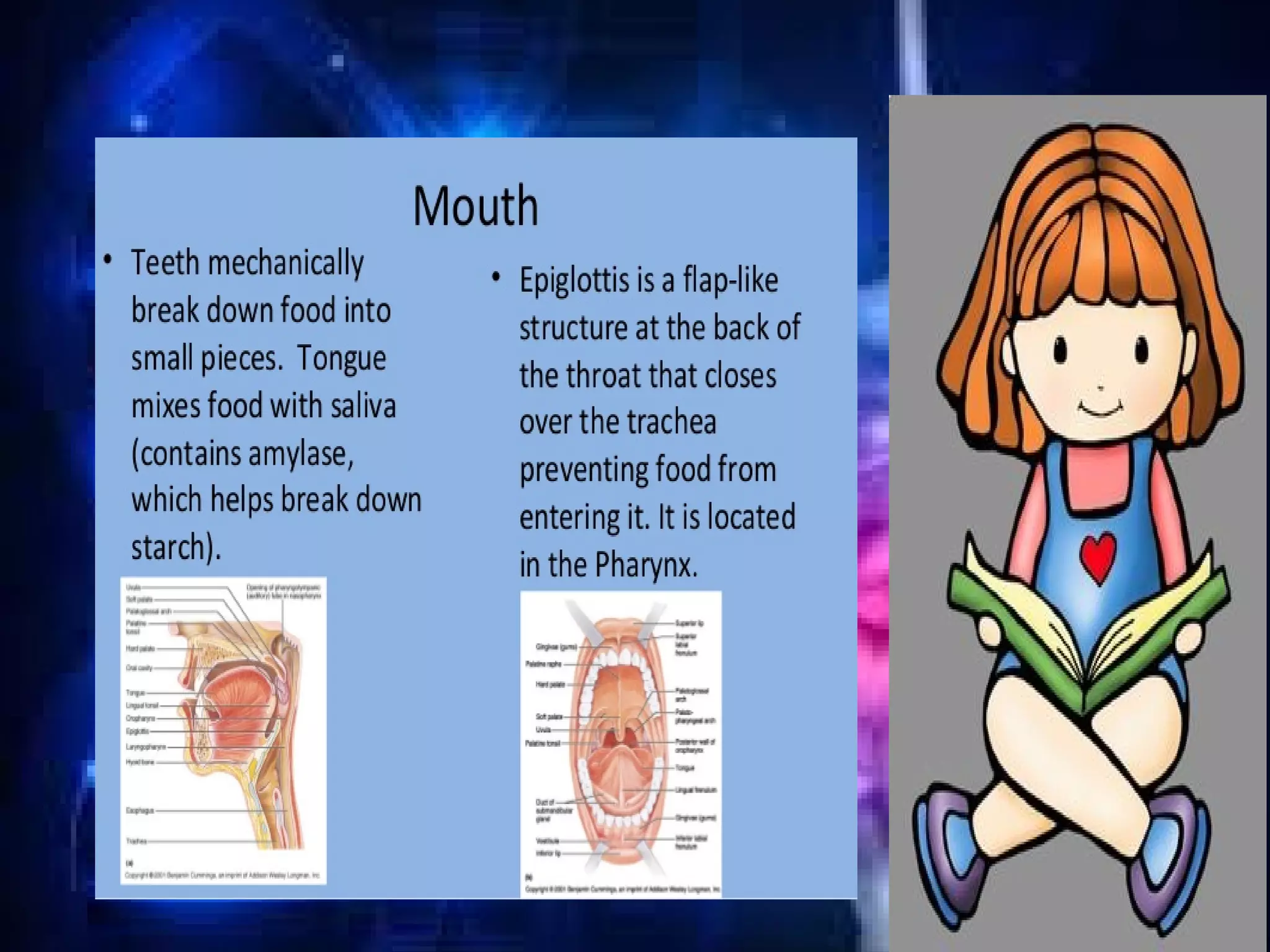 Teeth and digestive system | PDF