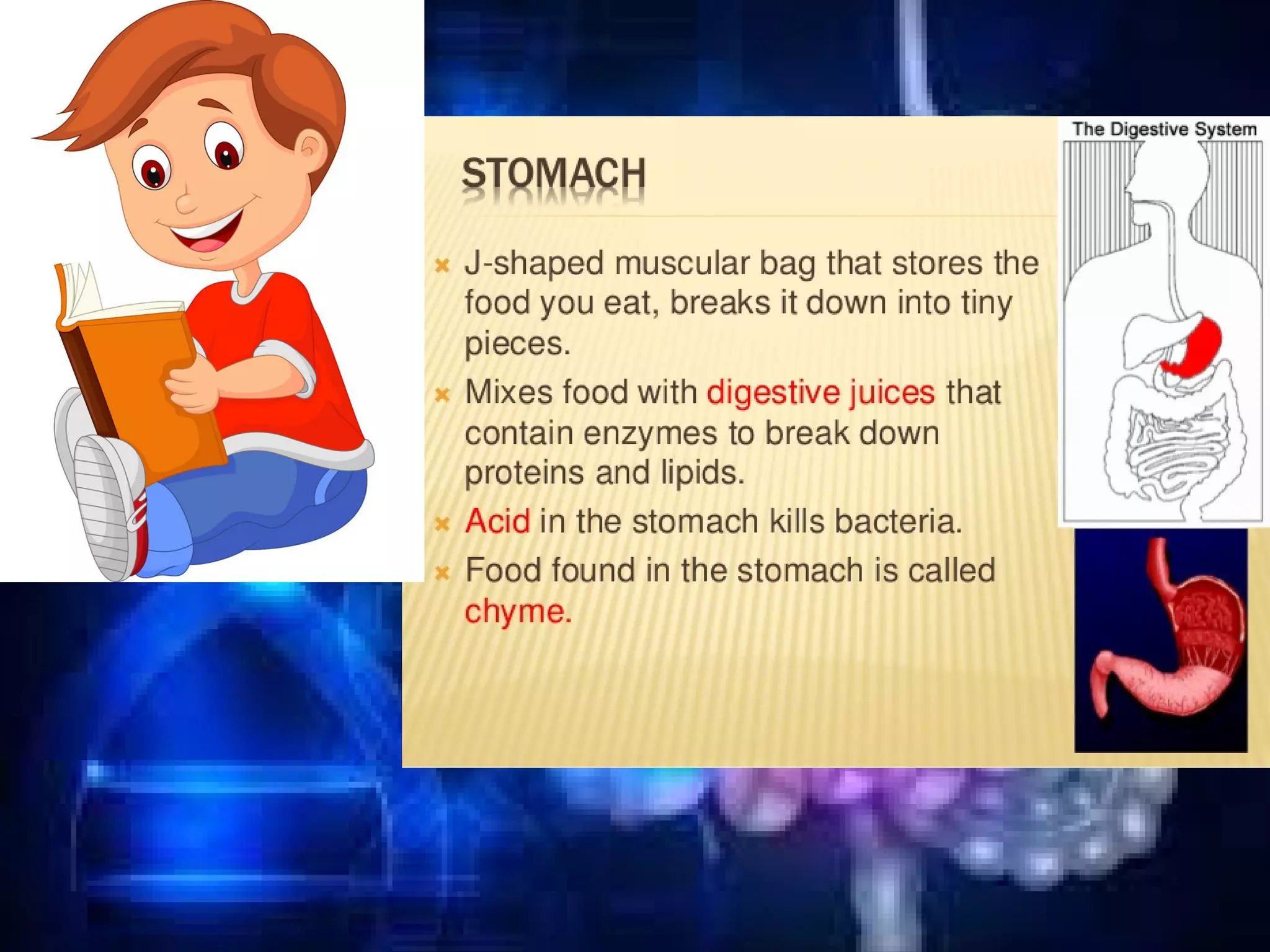 Teeth and digestive system | PDF