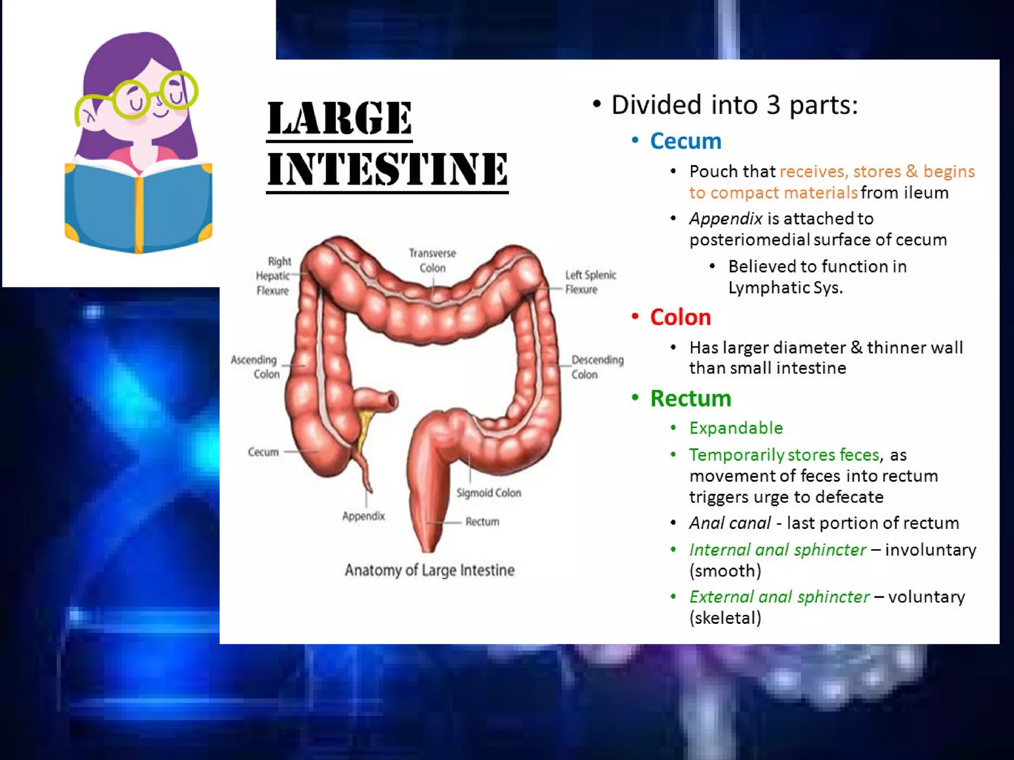 Teeth and digestive system | PDF