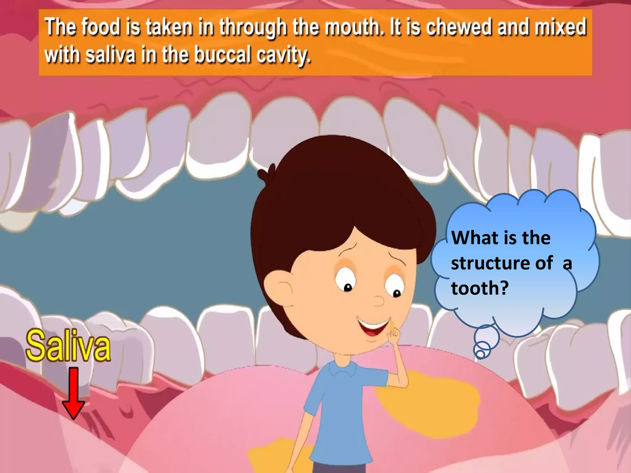 Teeth and digestive system | PDF