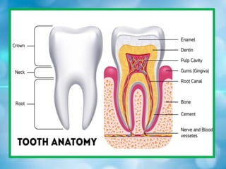 Teeth and digestive system | PDF