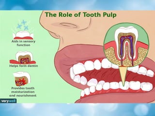 Teeth and digestive system | PDF