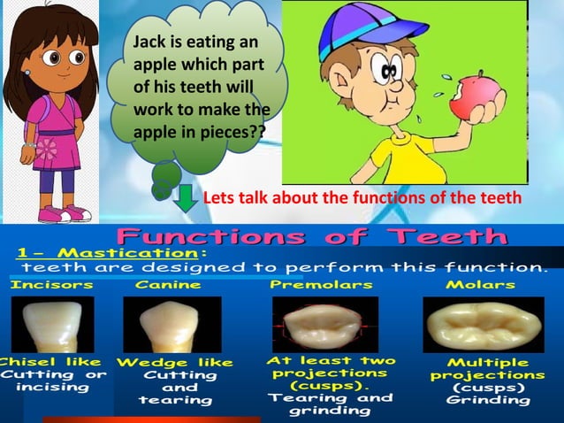 Teeth and digestive system | PDF