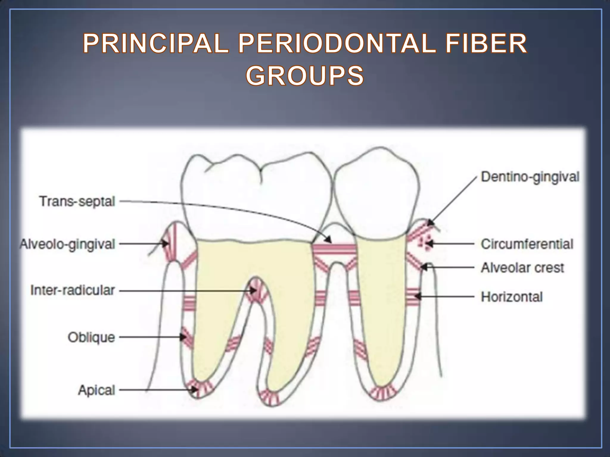 Physiology of Teeth and Its Supporting Structures | PPTX
