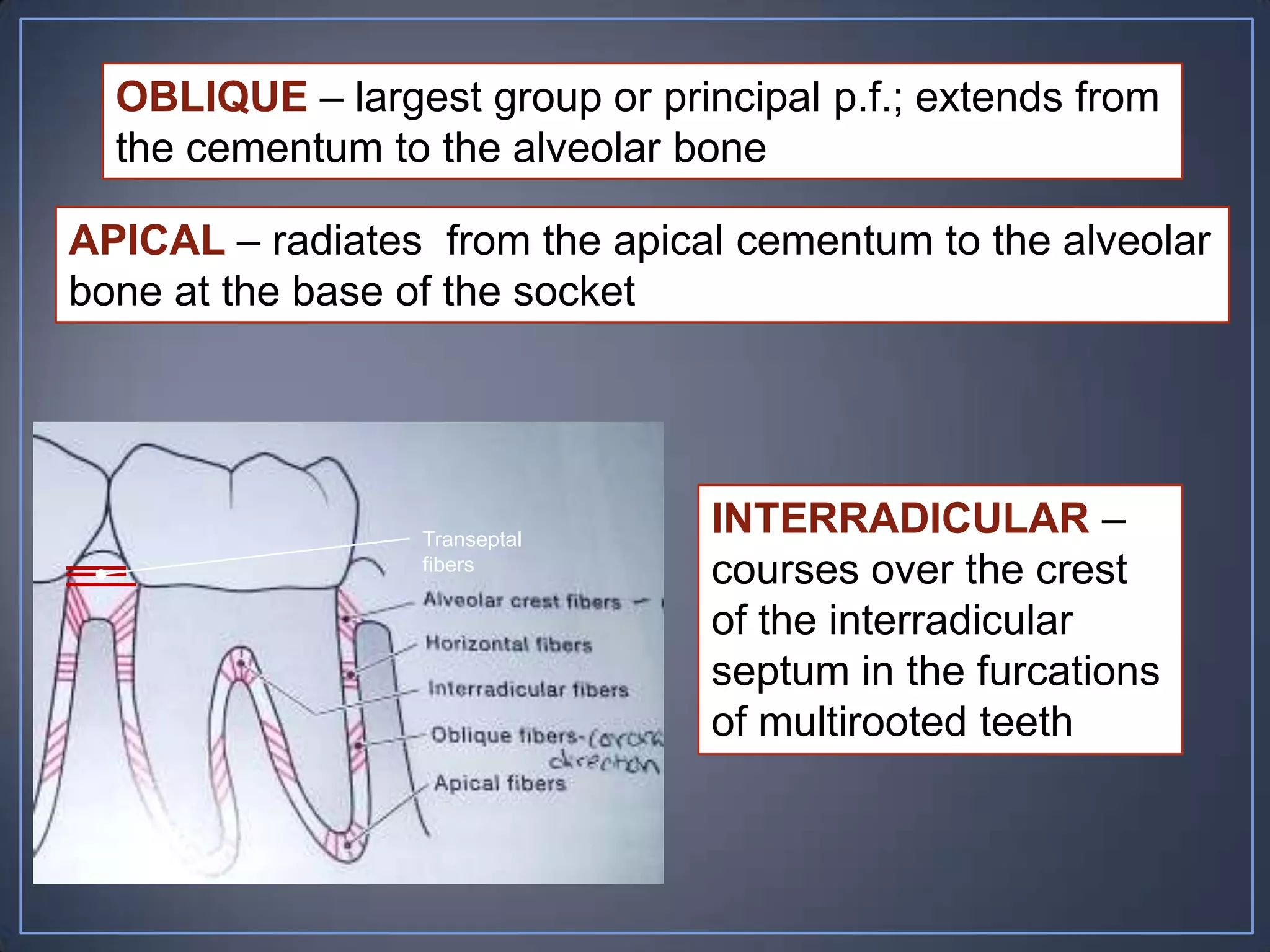 Physiology of Teeth and Its Supporting Structures | PPTX