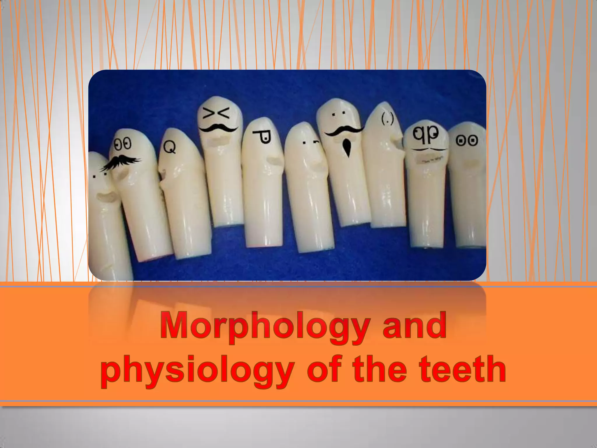 Physiology of Teeth and Its Supporting Structures | PPTX