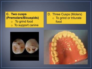 Physiology of Teeth and Its Supporting Structures | PPTX