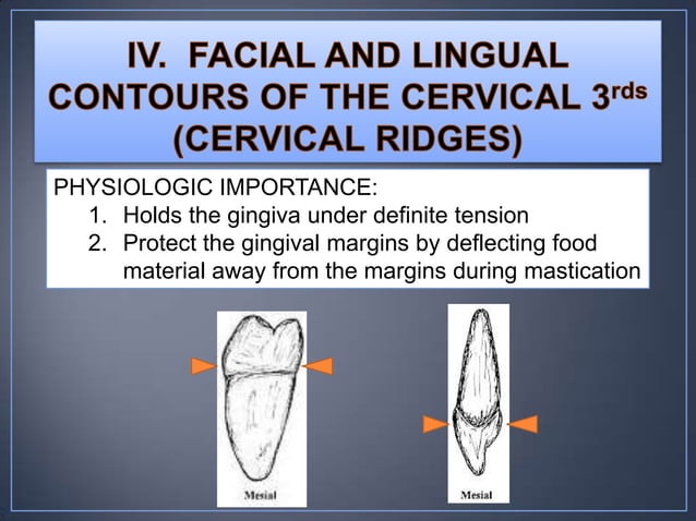 Physiology of Teeth and Its Supporting Structures | PPTX