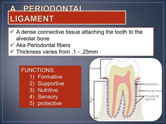 Physiology of Teeth and Its Supporting Structures | PPTX