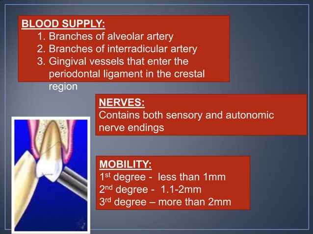 Physiology of Teeth and Its Supporting Structures | PPTX