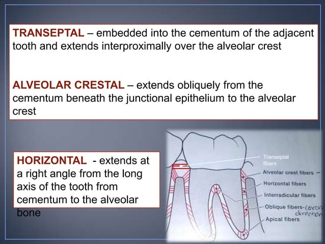 Physiology of Teeth and Its Supporting Structures | PPTX
