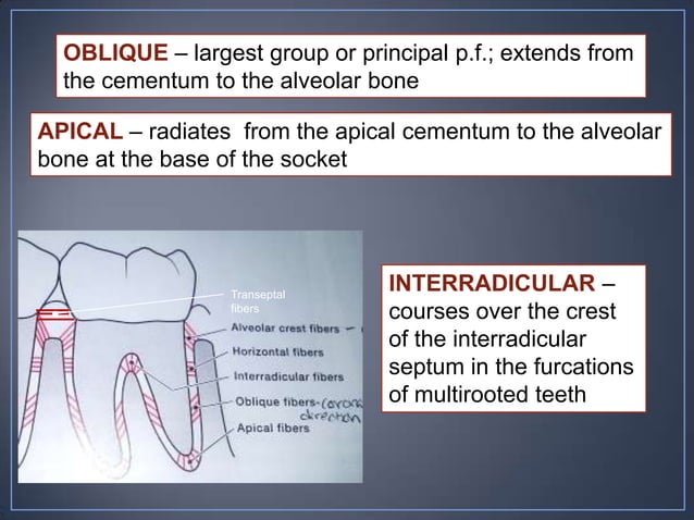 Physiology of Teeth and Its Supporting Structures | PPTX