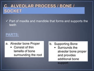 Physiology of Teeth and Its Supporting Structures | PPTX