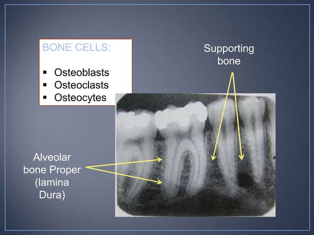 Physiology of Teeth and Its Supporting Structures | PPTX