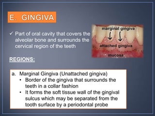 Physiology of Teeth and Its Supporting Structures | PPTX