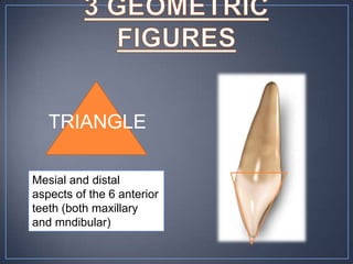 Physiology of Teeth and Its Supporting Structures | PPTX