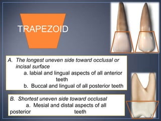 Physiology of Teeth and Its Supporting Structures | PPTX