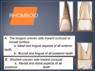 Physiology of Teeth and Its Supporting Structures | PPTX