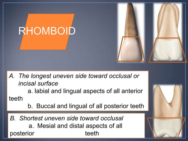 Physiology of Teeth and Its Supporting Structures | PPTX