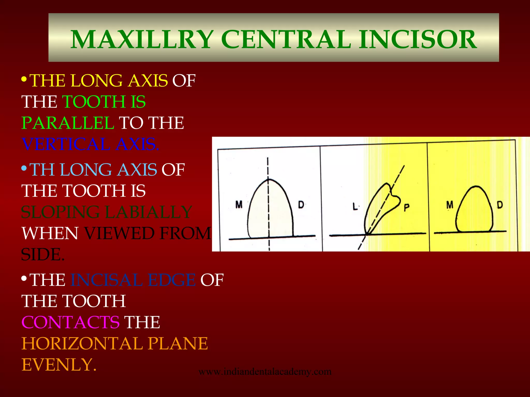 Teeth arrangement/dental courses | PPT
