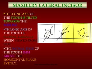 Teeth arrangement/dental courses | PPT | Dental Health | Diseases and ...