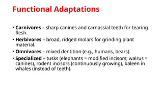Teeth Development, Structure & Types.pptx