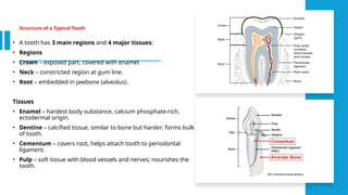Teeth Development, Structure & Types.pptx