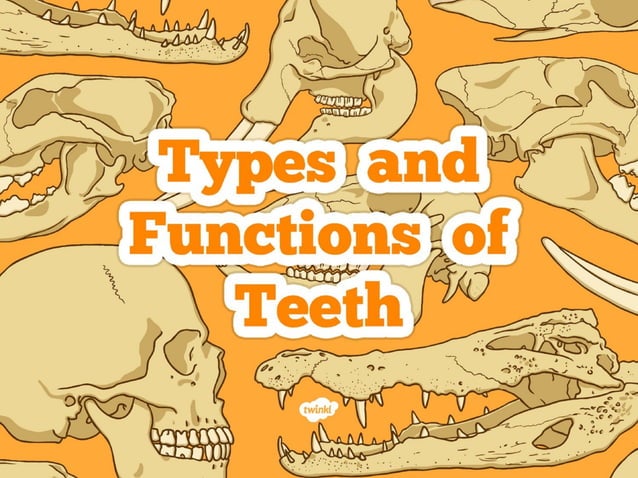Teeth & digestion | PPT | Medical Health
